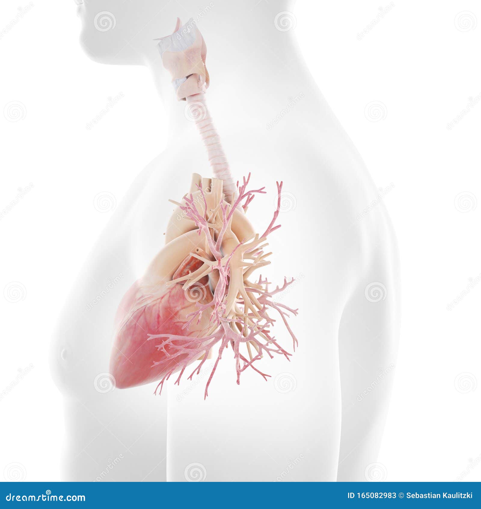 The Human Bronchi and Heart Stock Illustration - Illustration of ...