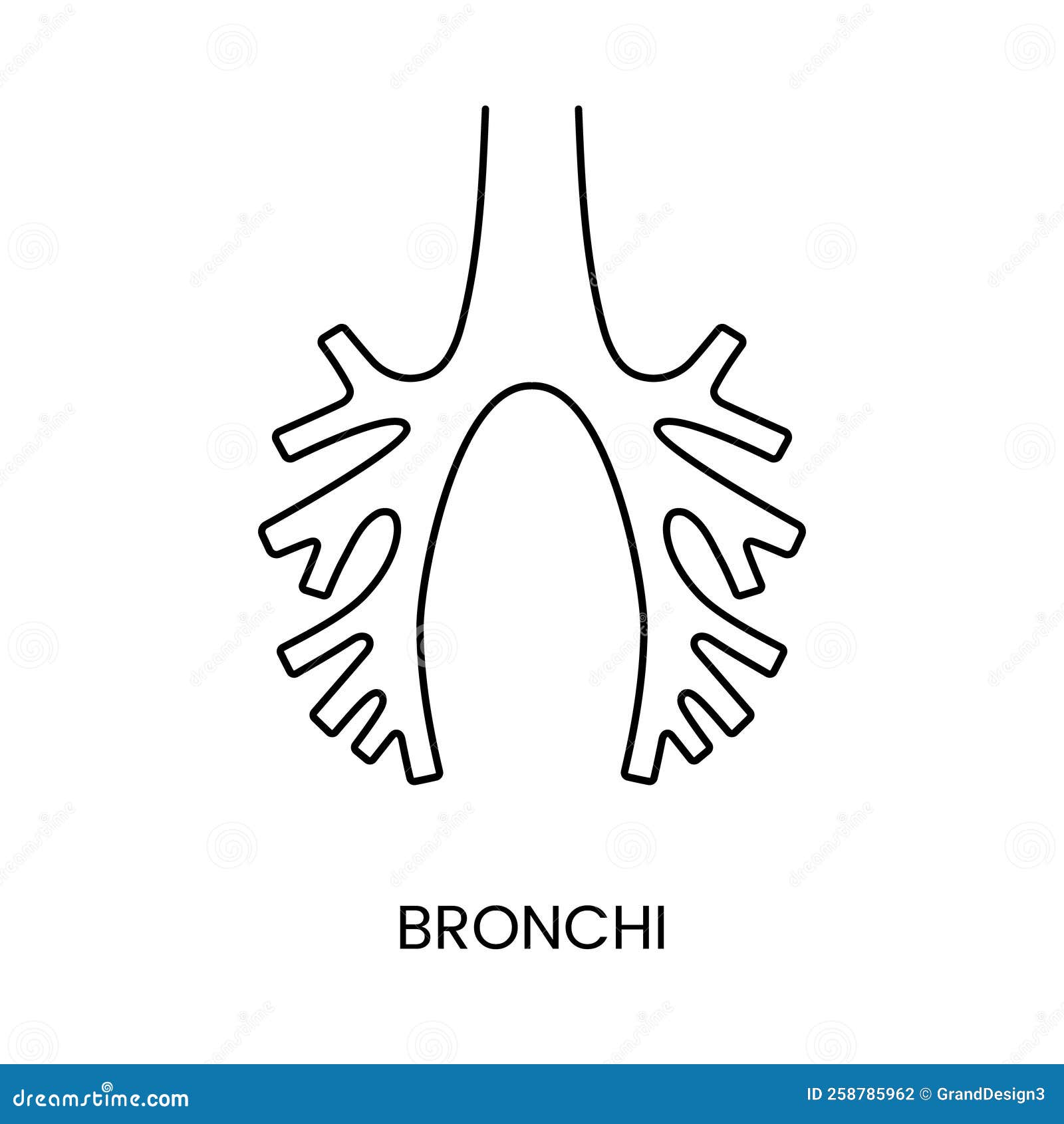 Human Bronchi Icon Line in Vector, Anatomical Illustration of an ...