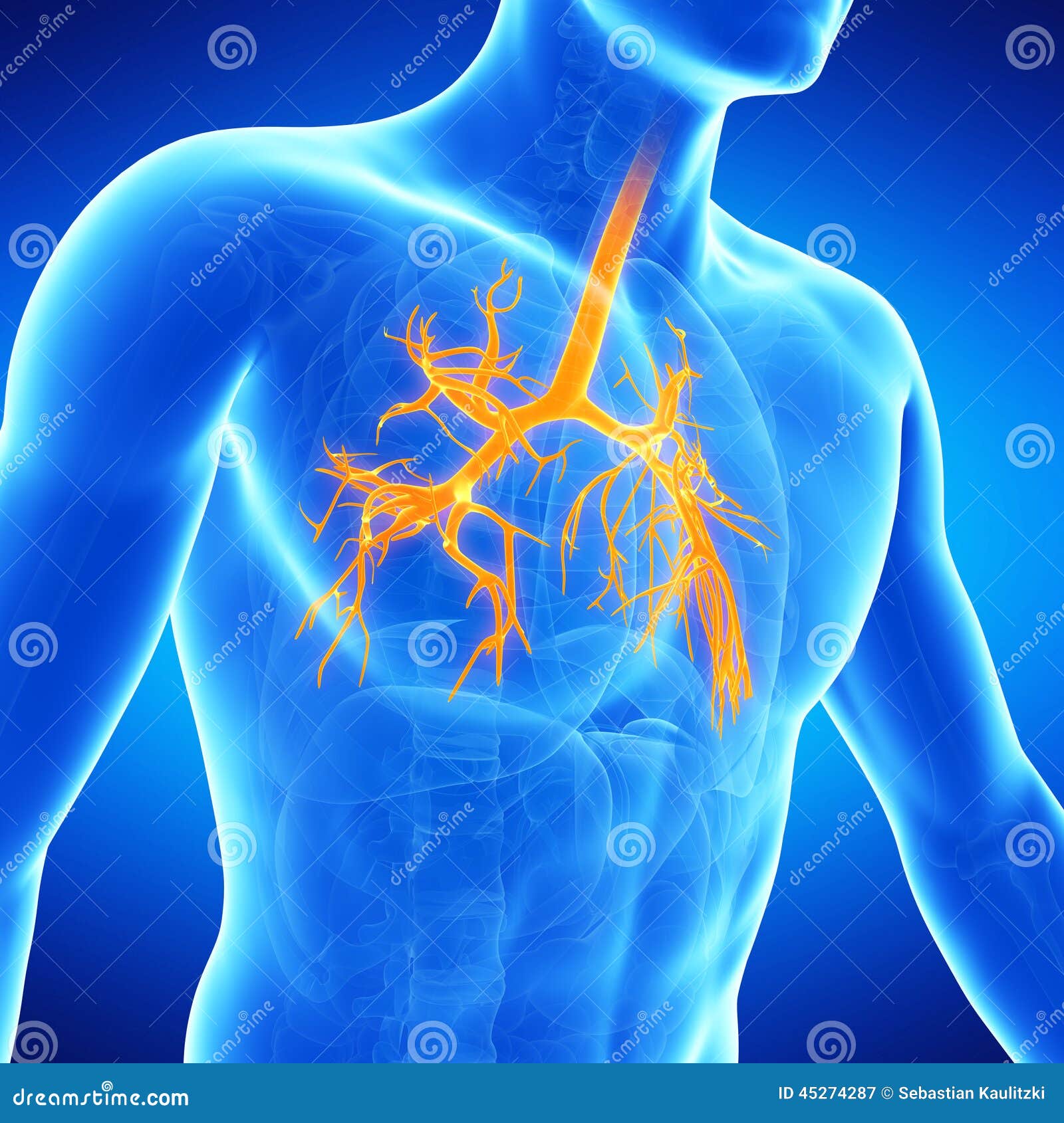 The human bronchi stock illustration. Illustration of transparent ...