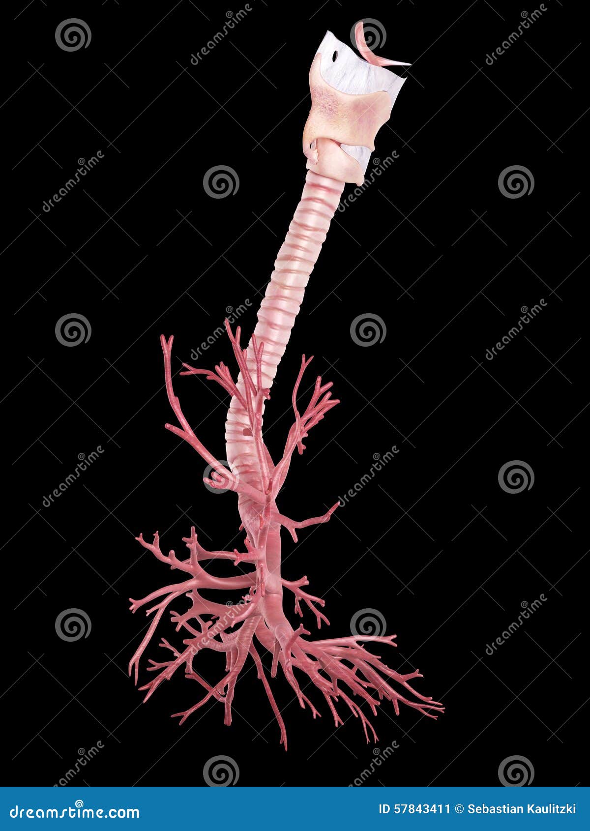 Human Bronchi Stock Photo | CartoonDealer.com #70608060