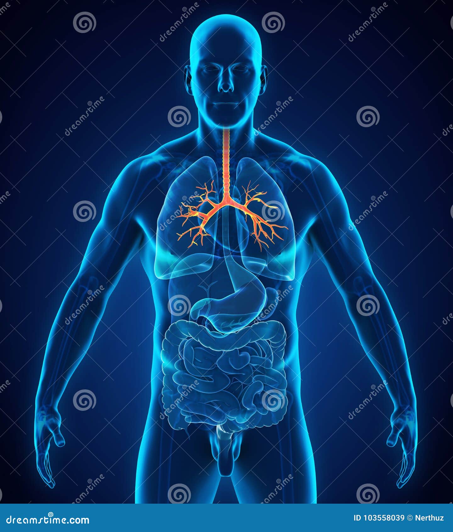Human Bronchus Anatomy stock illustration. Illustration of chest ...