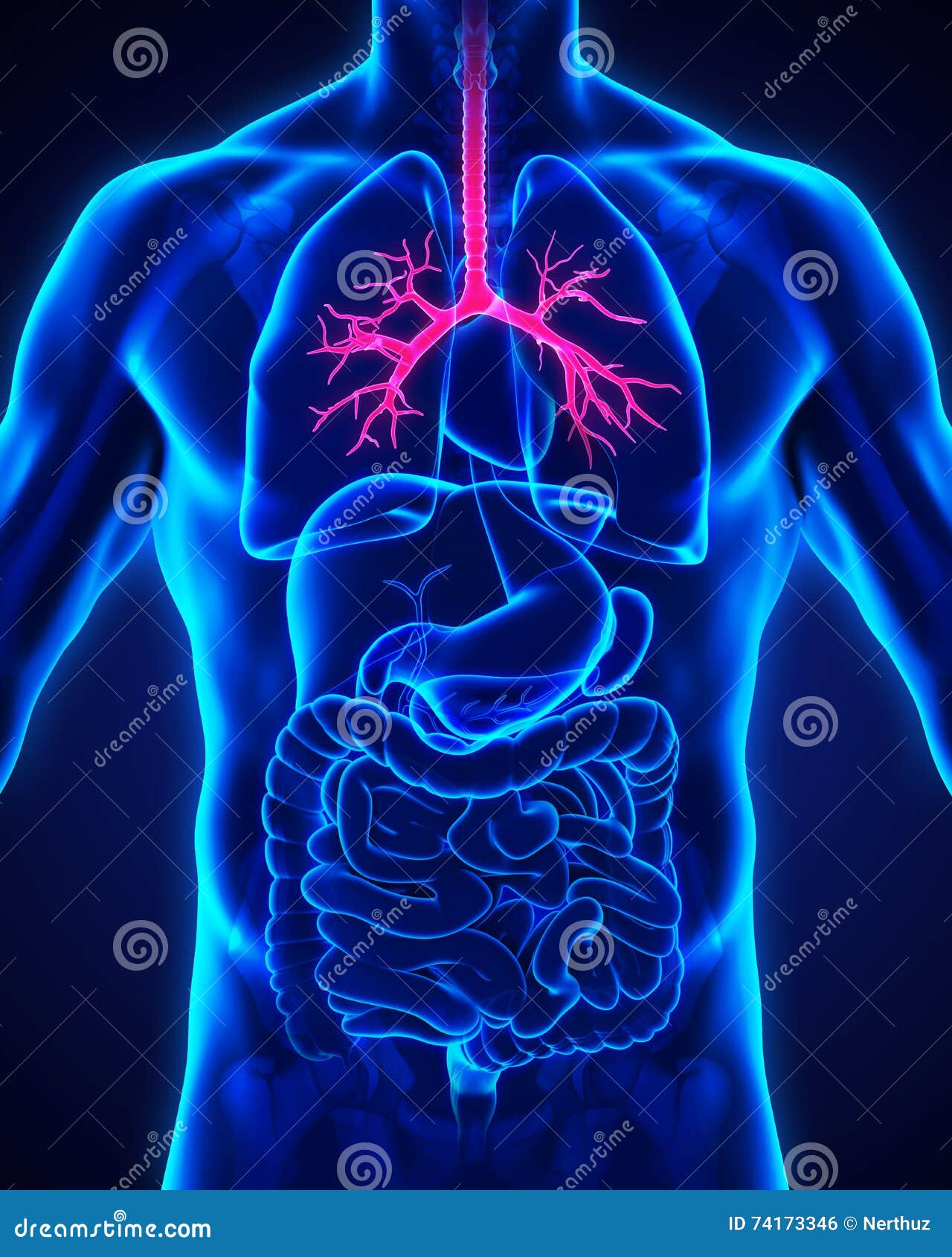 Human Bronchus Icon Line Drawing Vector Illustration | CartoonDealer ...