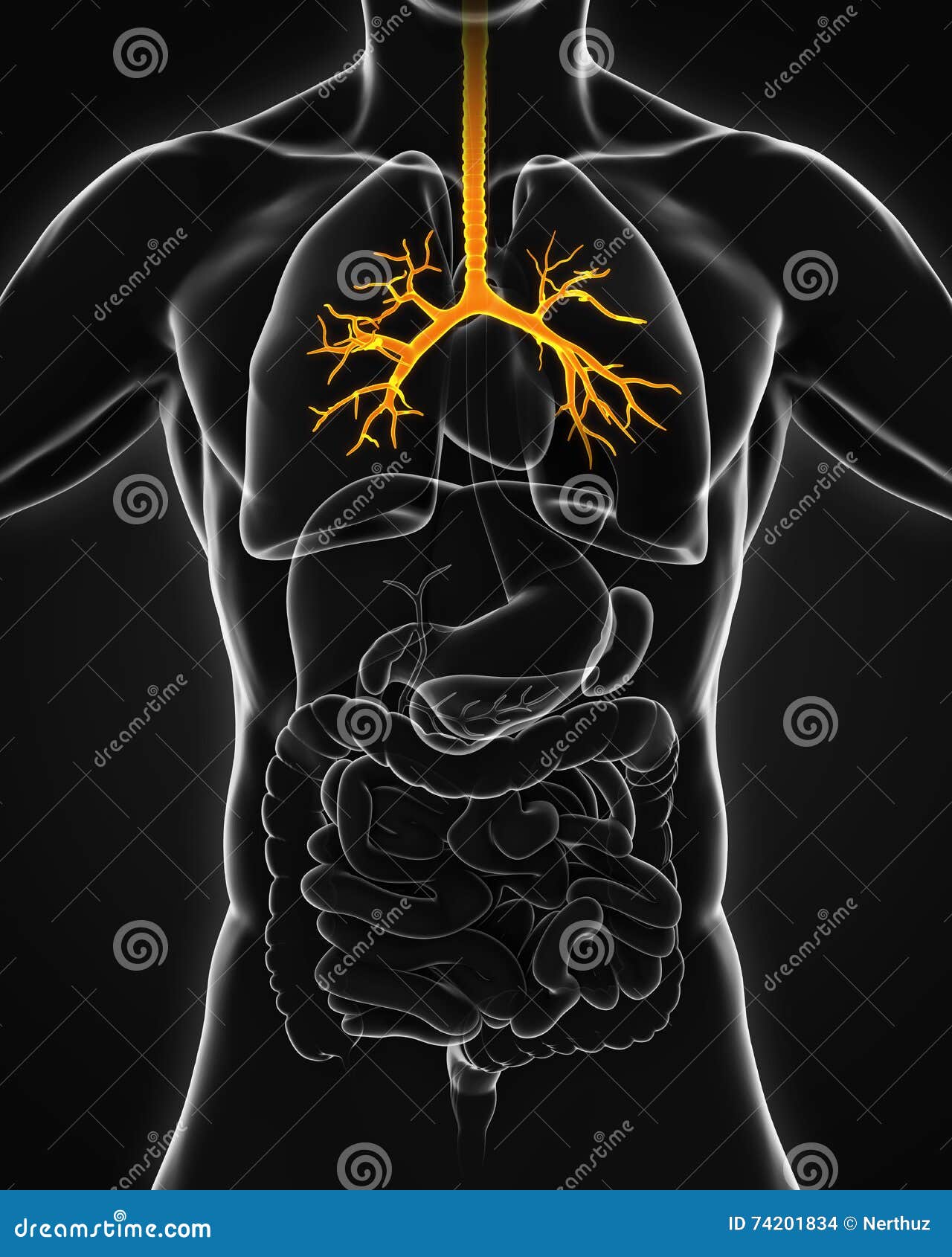 Human Bronchus Icon Line Drawing Vector Illustration | CartoonDealer ...