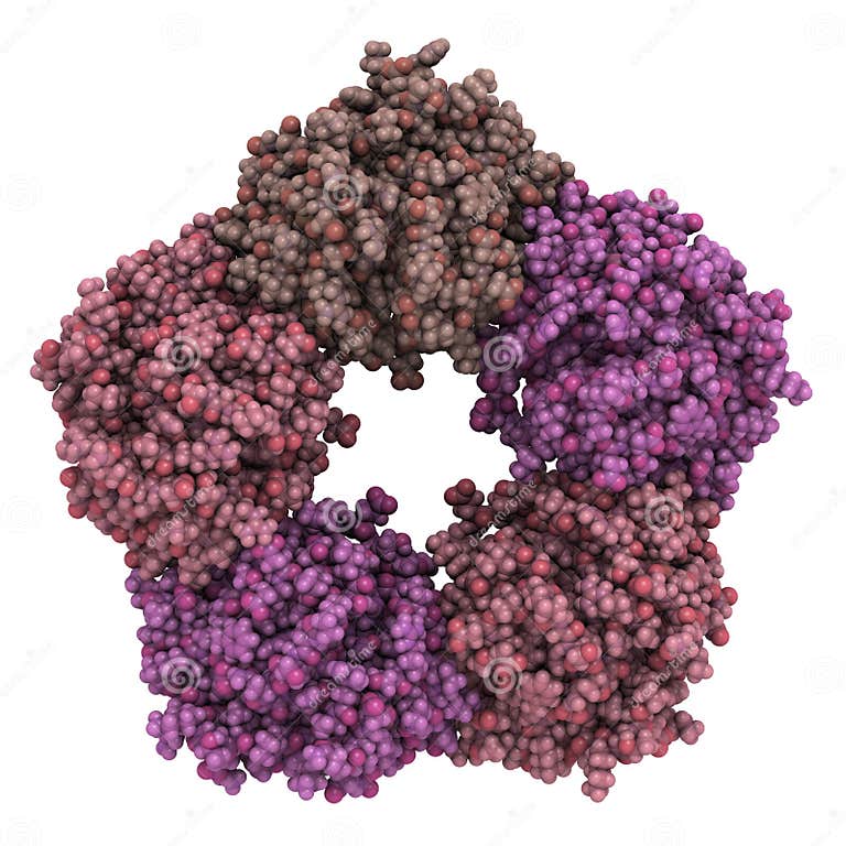 Human C-reactive Protein (CRP) Stock Image - Illustration of protein ...