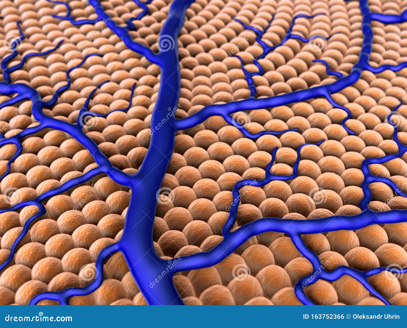 Human circulatory system stock illustration. Illustration of medicine ...