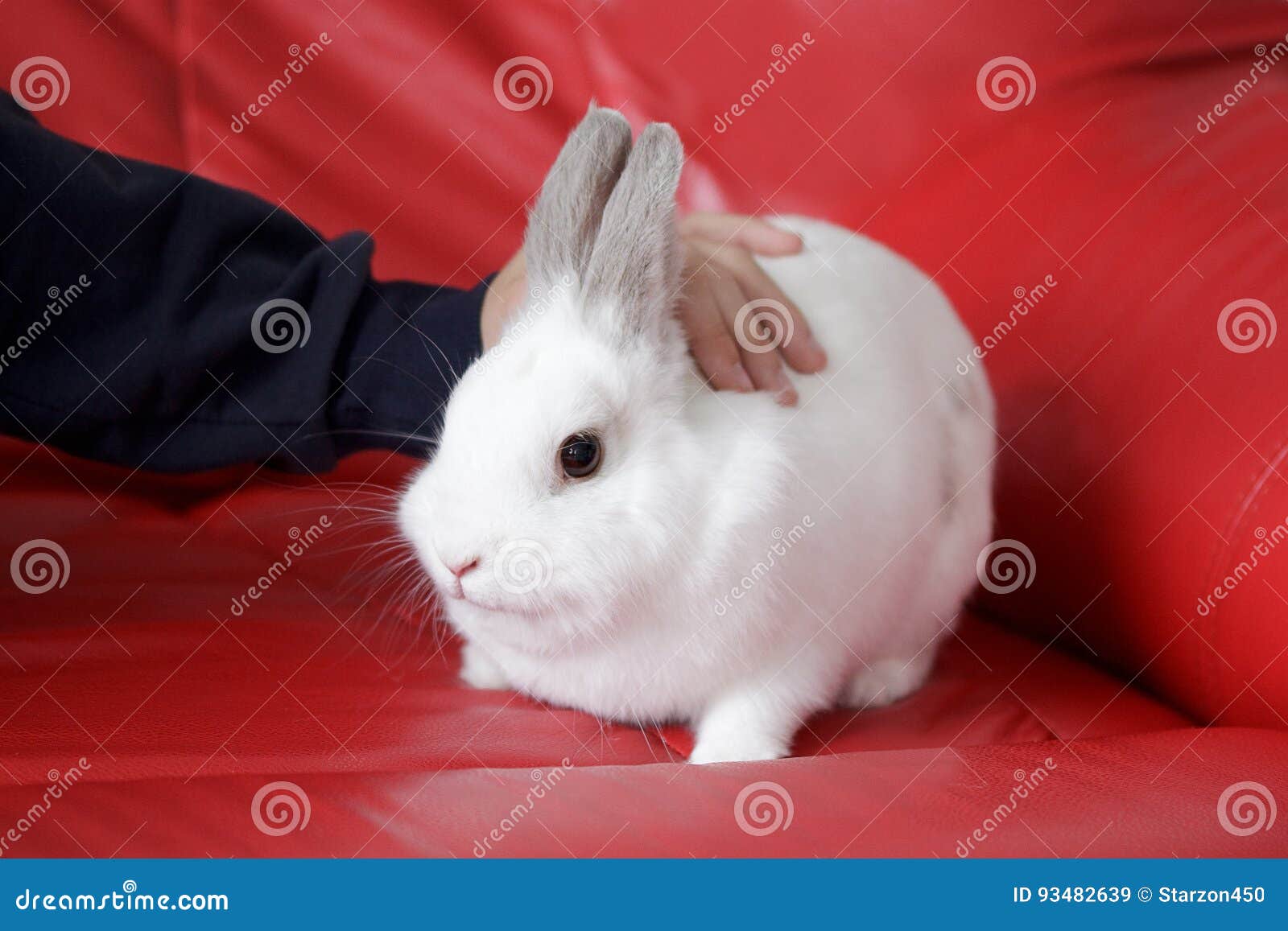 Human Caress a White Rabbit Sitting on a Red Couch. Stock Image - Image ...