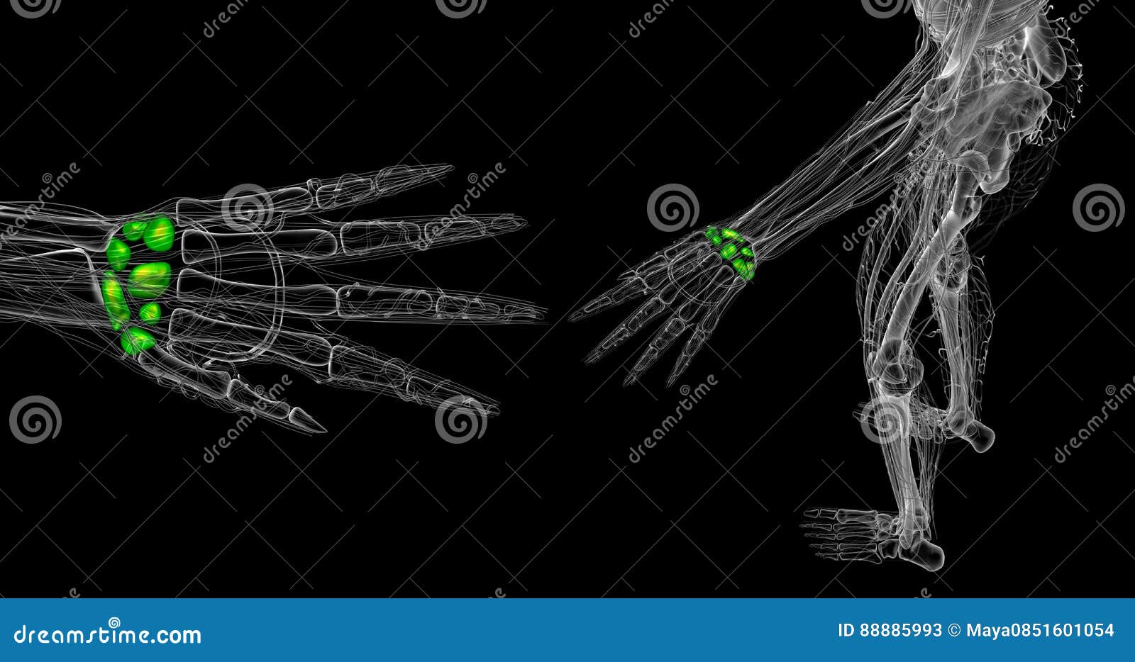 Human carpal bones stock illustration. Illustration of carpal - 88885993