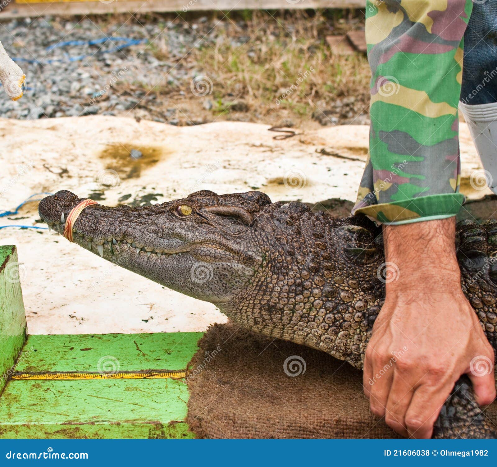 Human Catch Freshwater Crocodile. Stock Photo - Image of predator ...