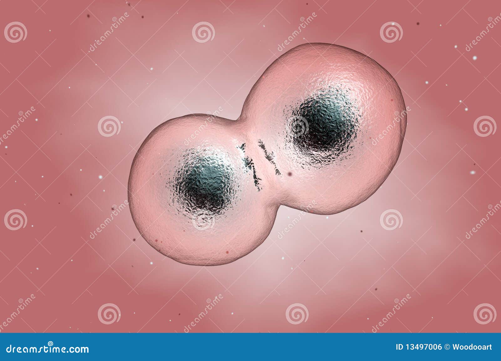 Human Cell Royalty Free Stock Image - Image: 13497006