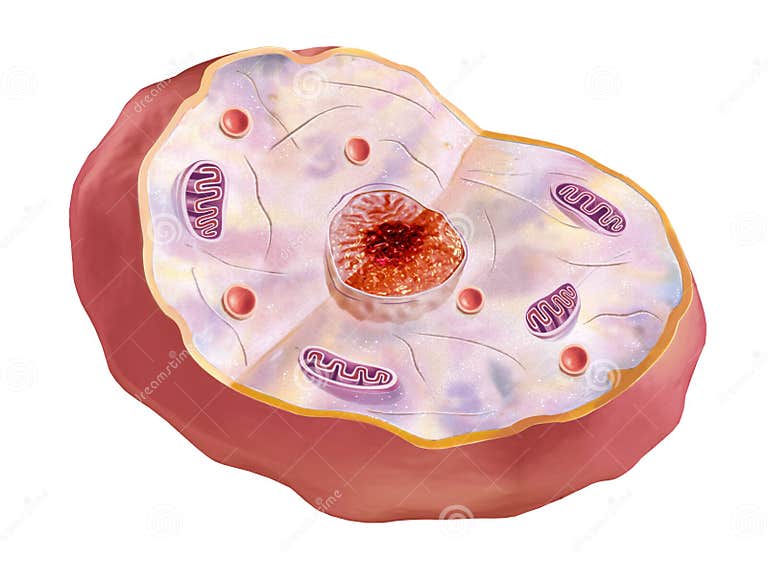 Human cell, anatomy image. stock illustration. Illustration of organ ...