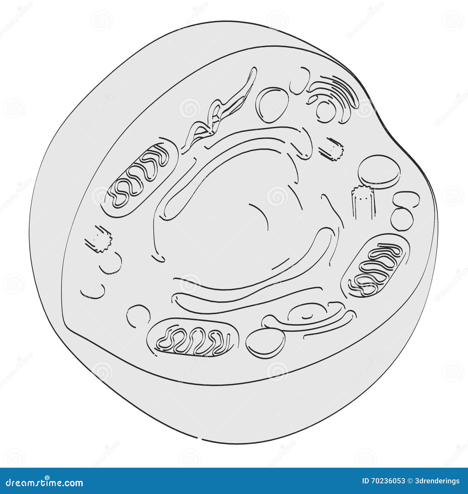 Human cell stock illustration. Illustration of cytoplasm - 70236053