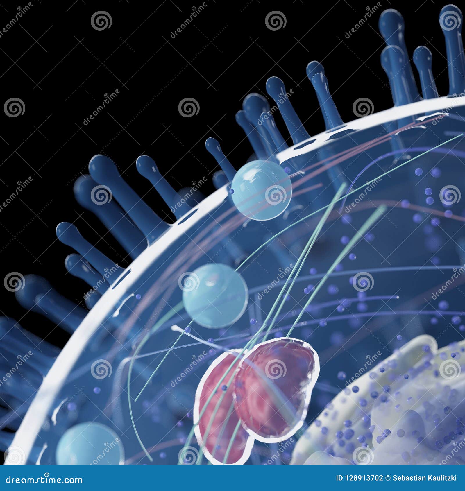 A human cell stock illustration. Illustration of golgi - 128913702
