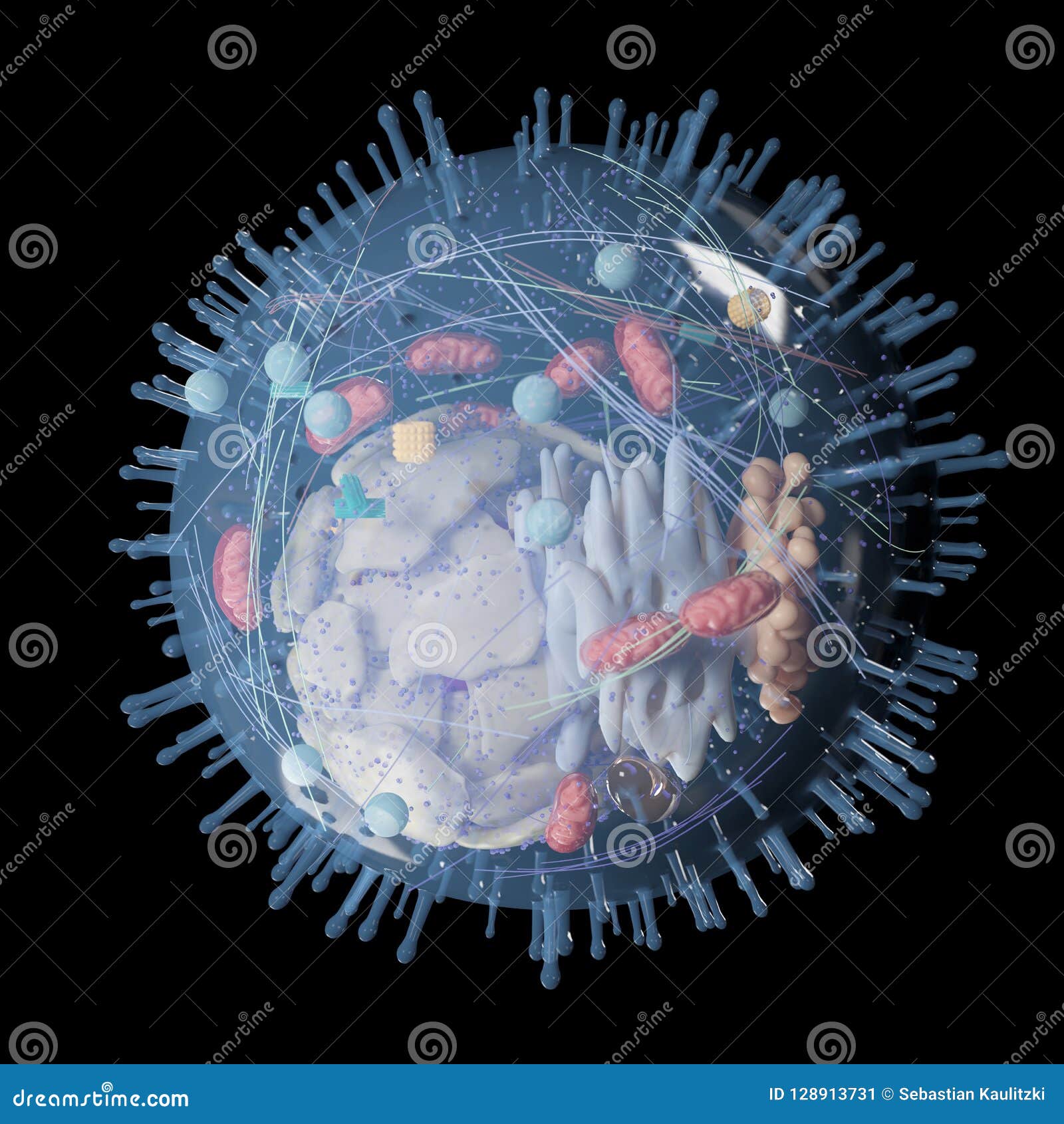 A human cell stock illustration. Illustration of diagram - 128913731