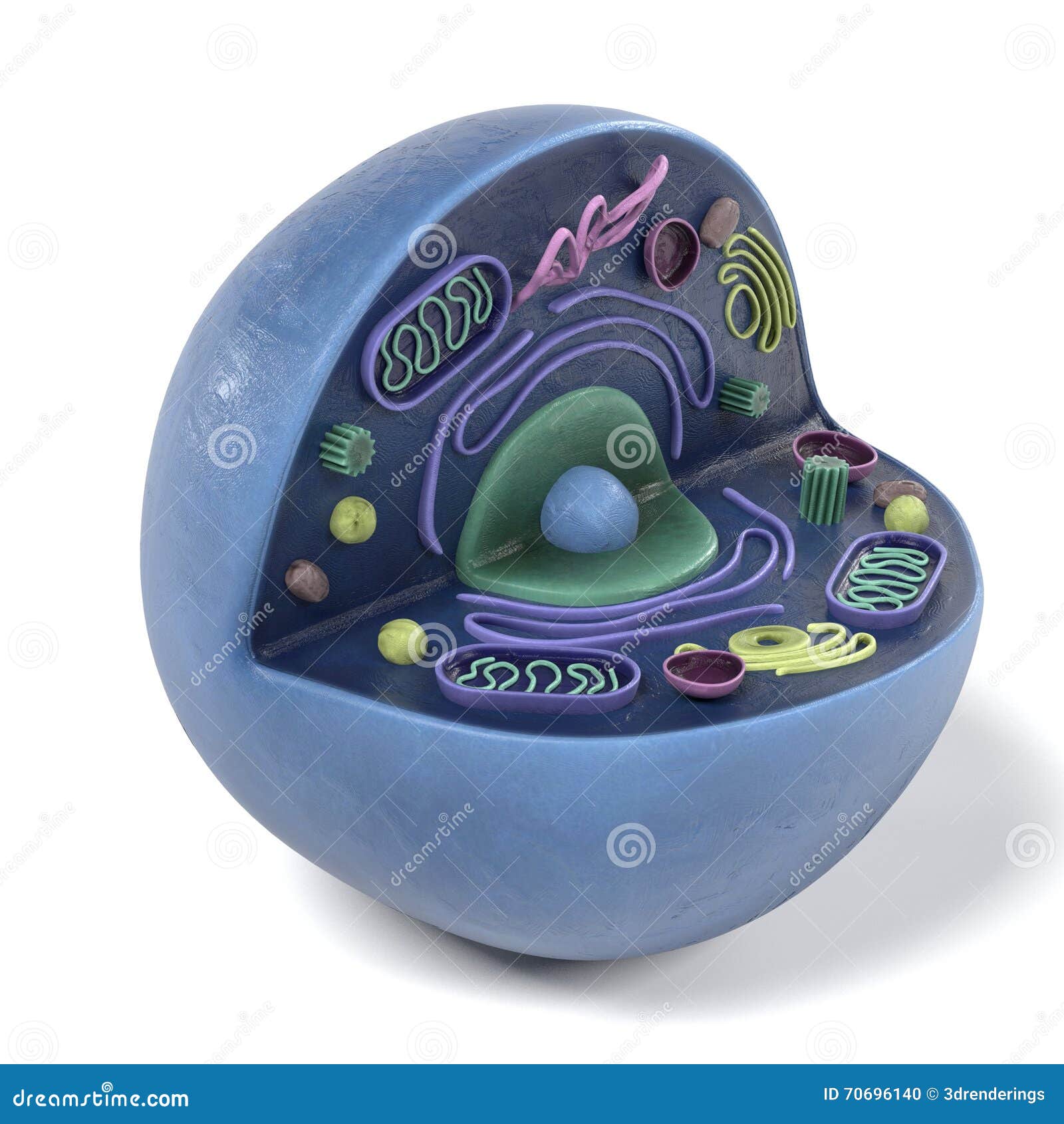 Human cell stock illustration. Illustration of acid, cell - 70696140