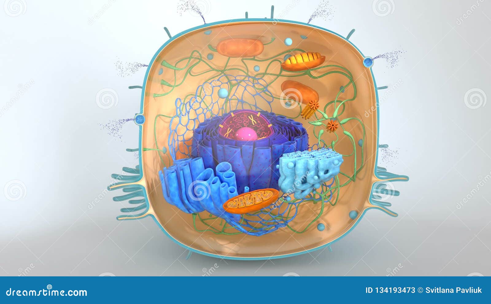 Human Cell Model