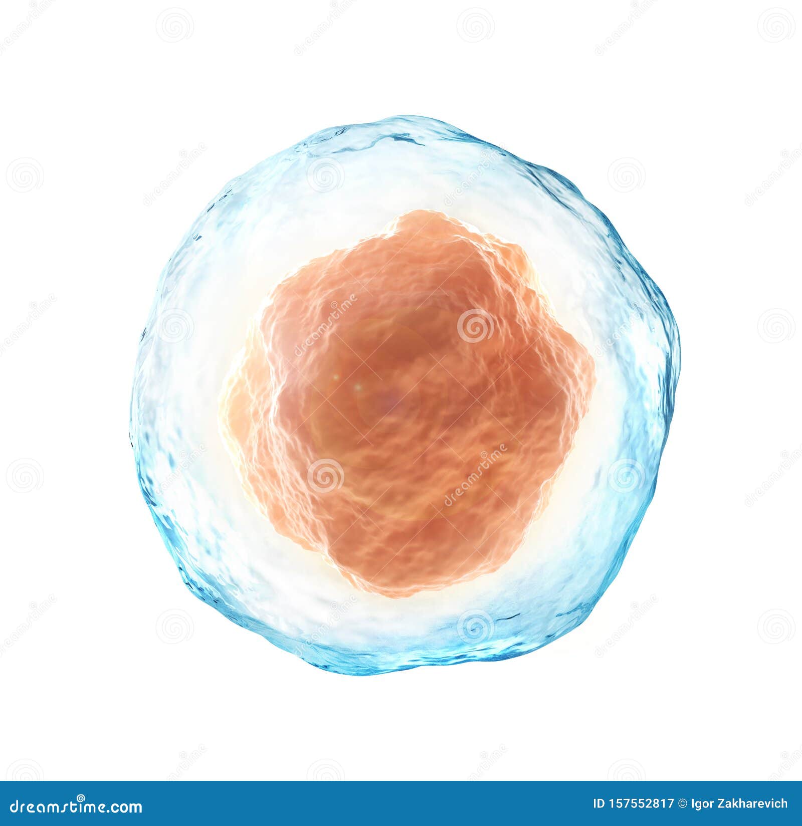 Human Cell Diagram Vector Illustration | CartoonDealer.com #69314812