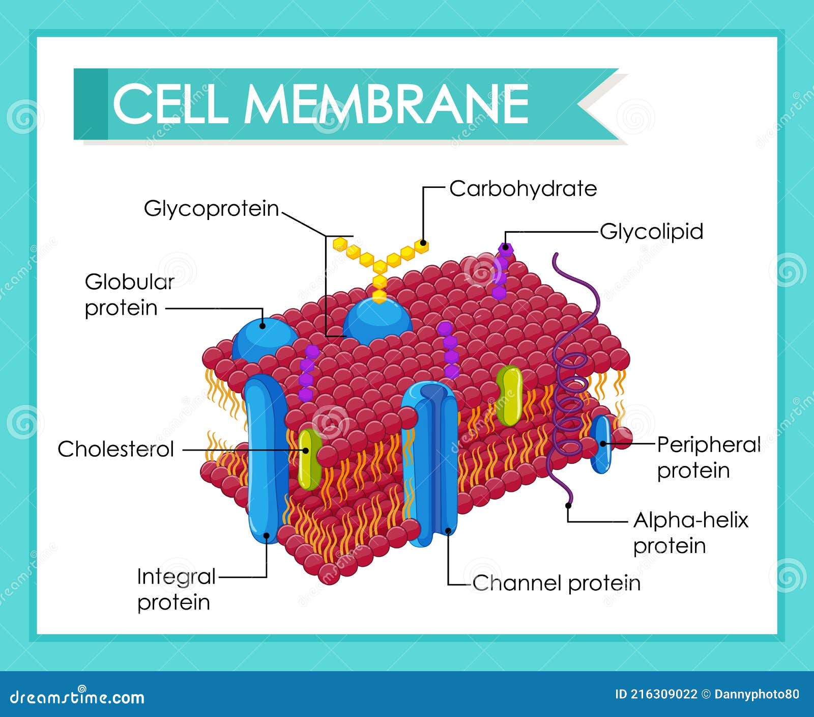 Human Cell Membrane Structure Stock Vector - Illustration of clipart ...