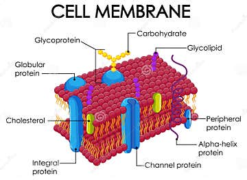 Human Cell Membrane Structure Stock Vector - Illustration of design ...