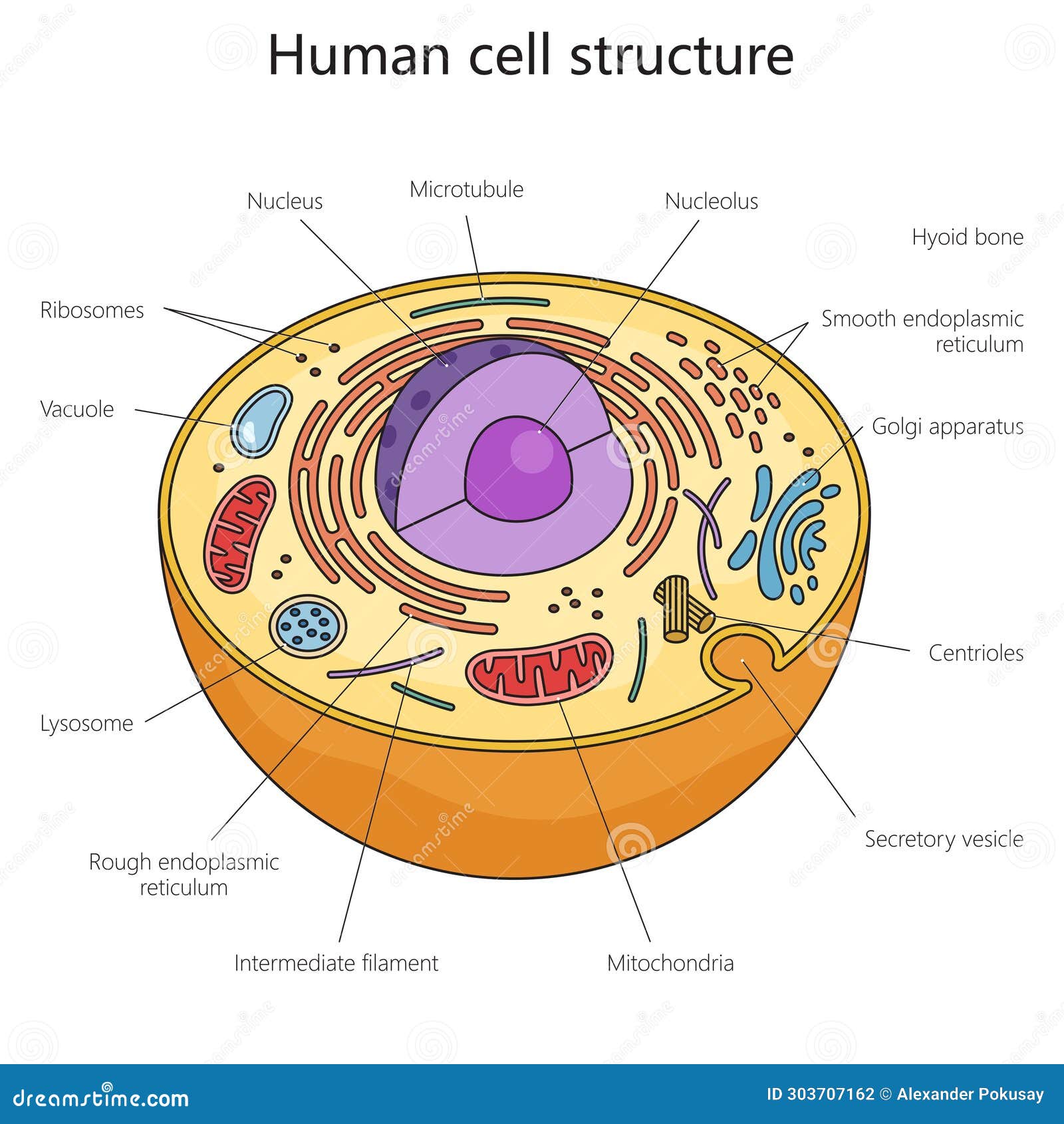 Human Cell Structure Diagram Medical Science Stock Illustration ... Human Cell Structure Diagram Medical Science Stock Illustration ...