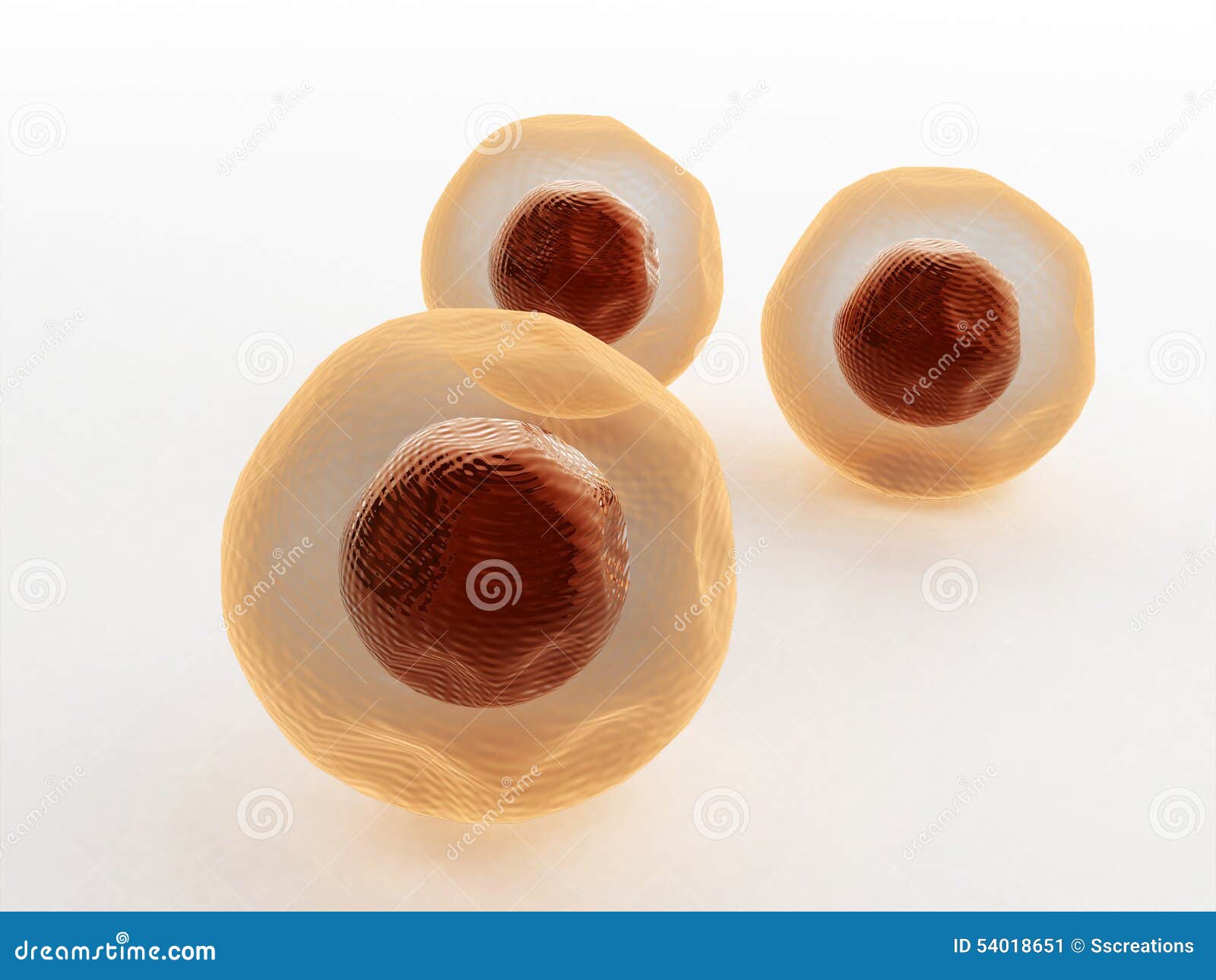 Human cell stock illustration. Illustration of cytoplasm - 54018651