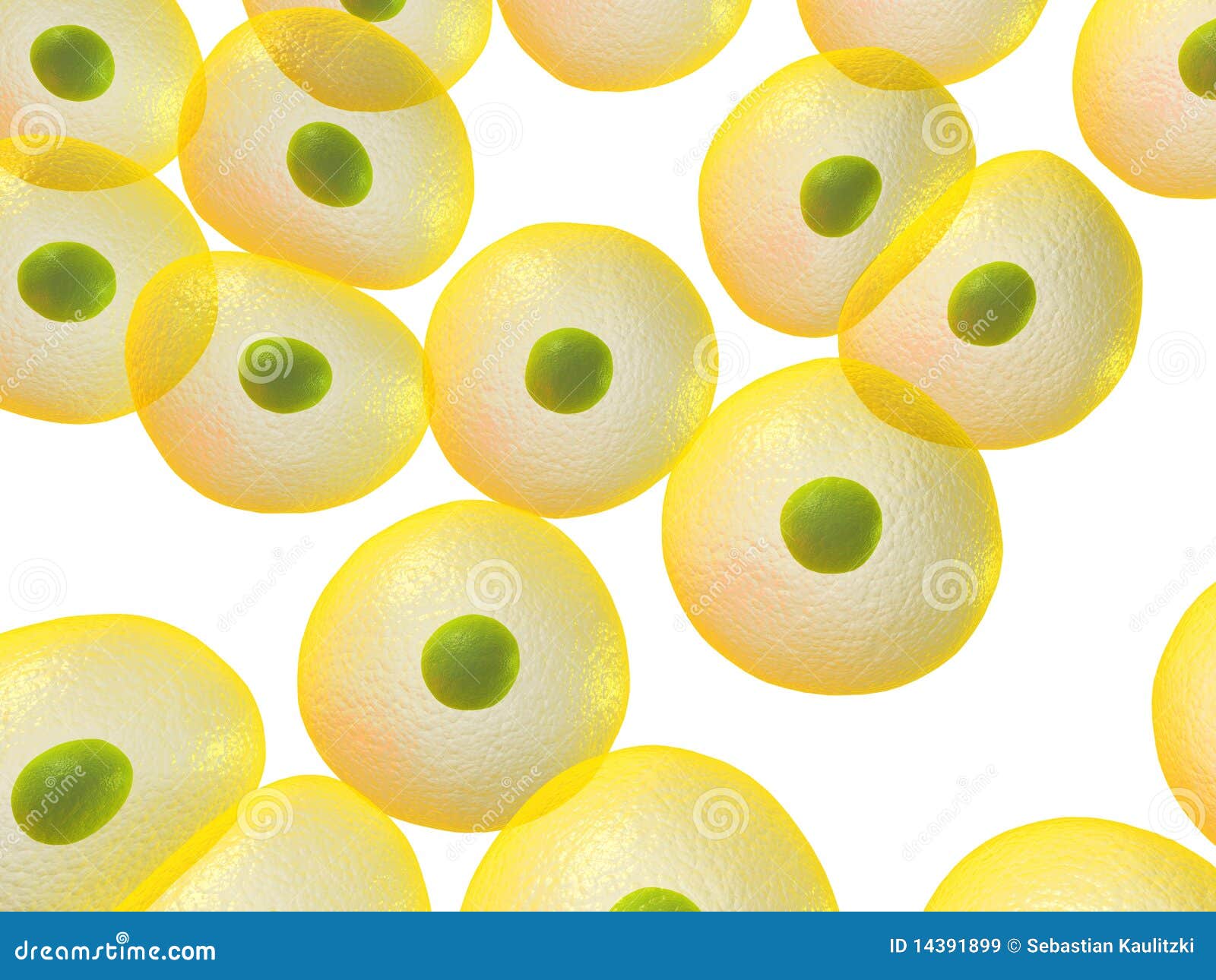 Human Cells In Action, Structure And Functionality, Details Of Cell ...