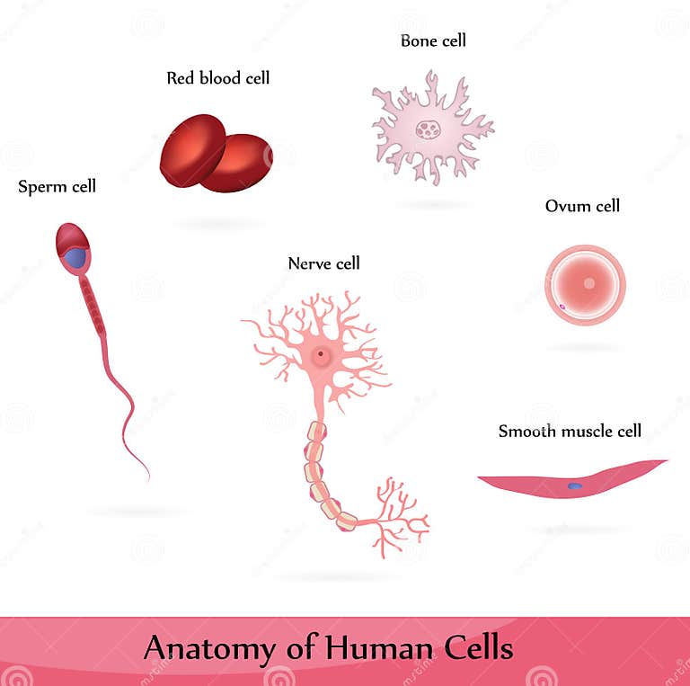 Human cells stock vector. Illustration of health, laboratory - 18770478
