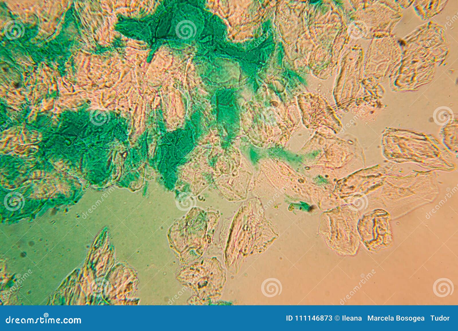 Human Cells and Water at the Microscope Stock Image - Image of ...