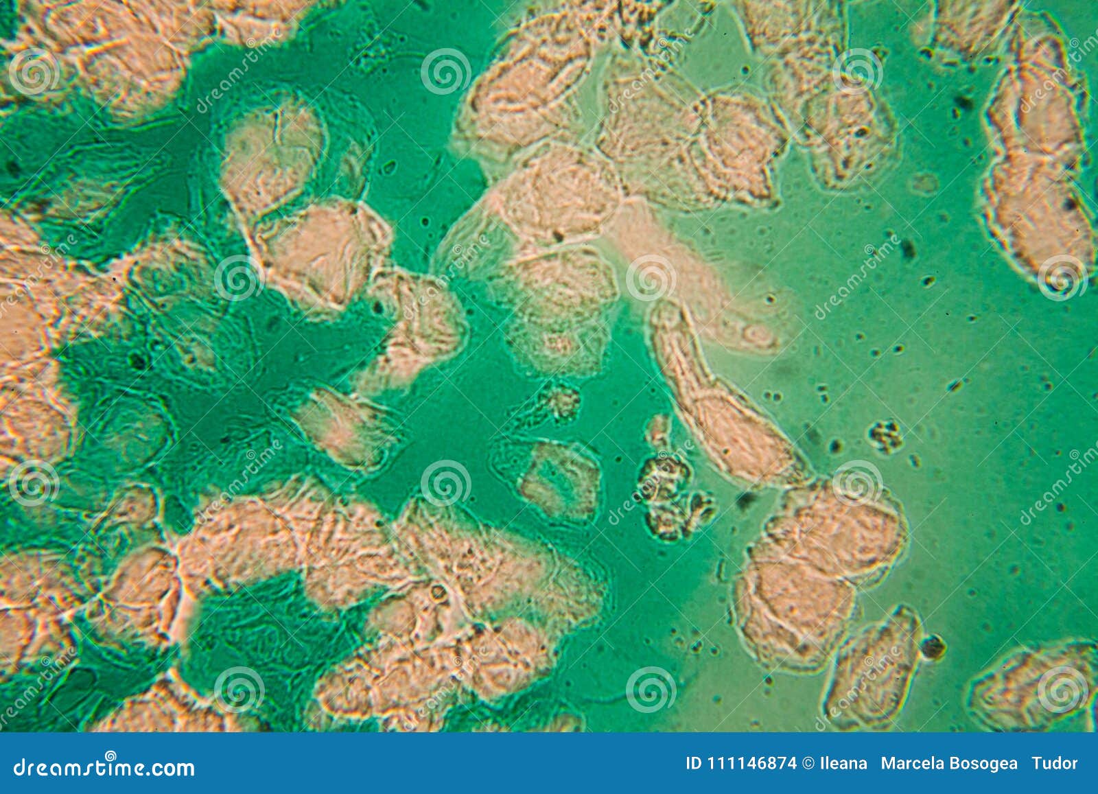 Human Cells and Water at the Microscope Stock Photo - Image of icon ...
