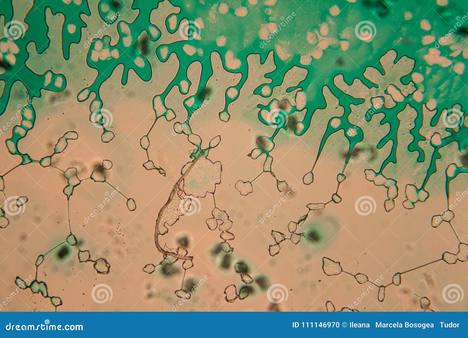 Cells Of The Human Body Under The Microscope. Microbiology And Medicine ...