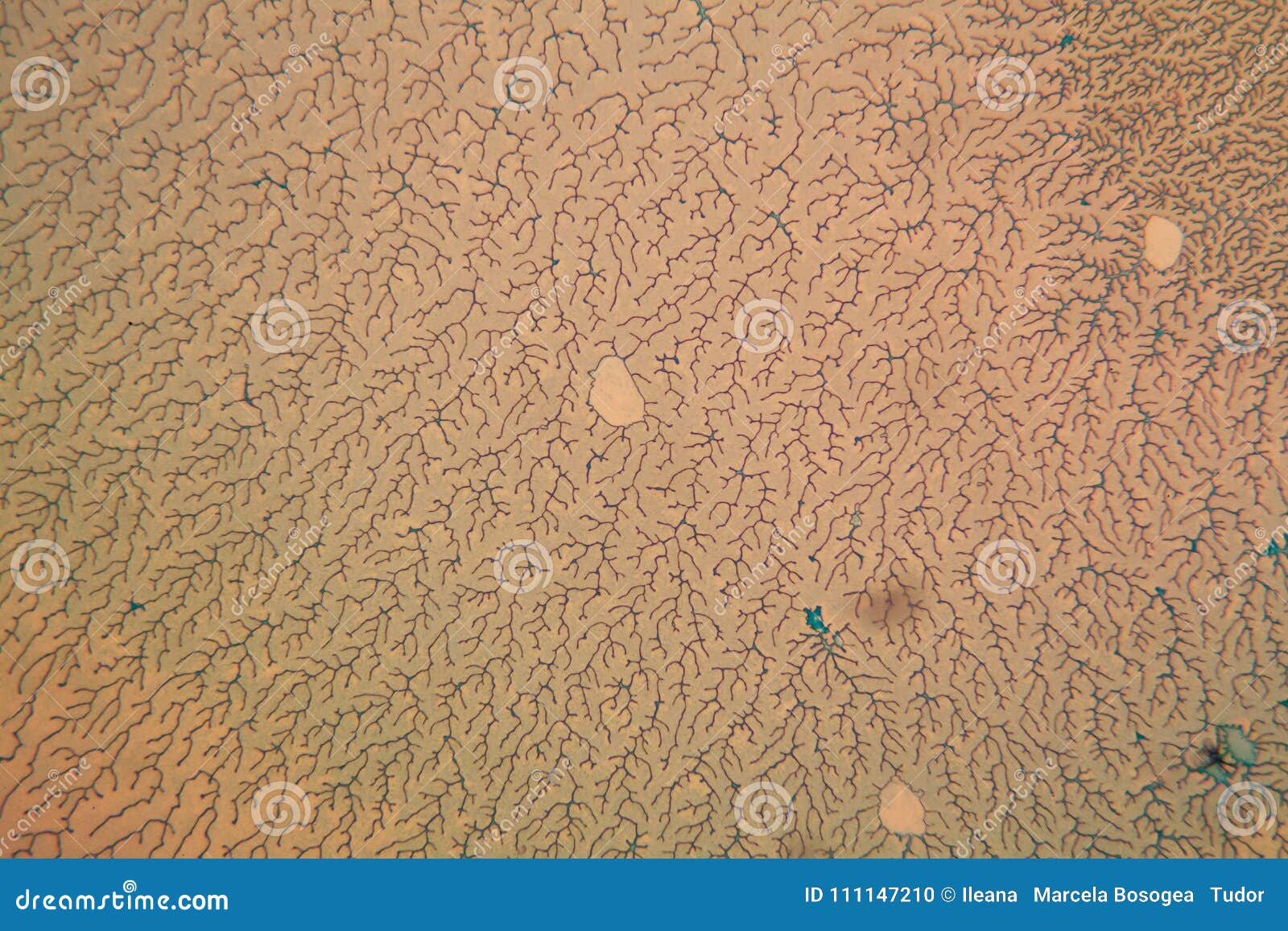 Human Cells and Water at the Microscope Stock Photo - Image of medicine ...