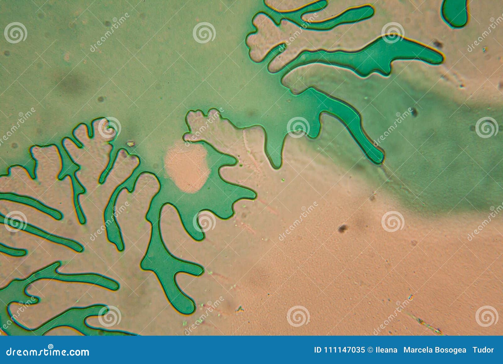 Human Cells and Water at the Microscope Stock Image - Image of ...