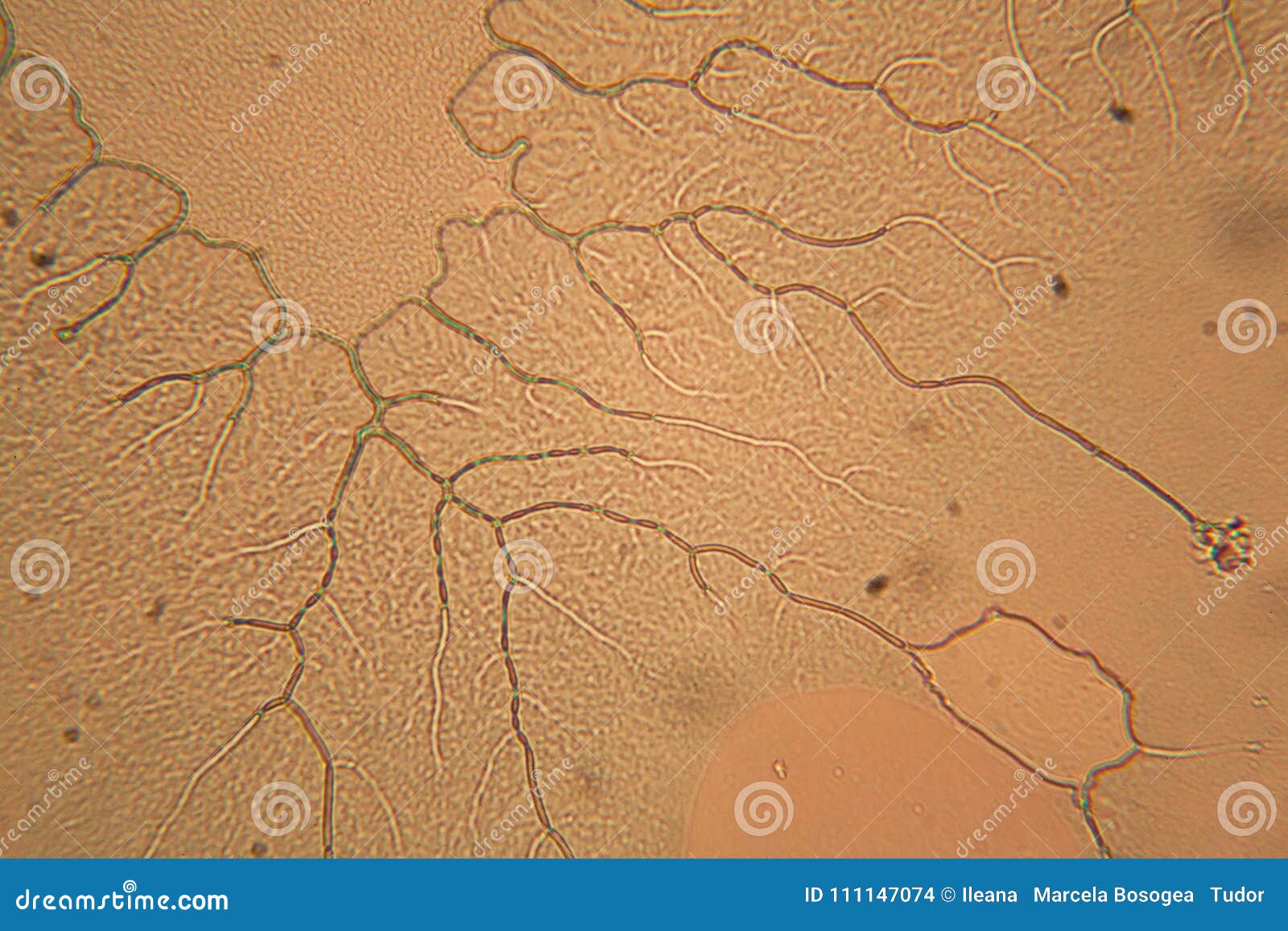 Human Cells and Water at the Microscope Stock Photo - Image of human ...