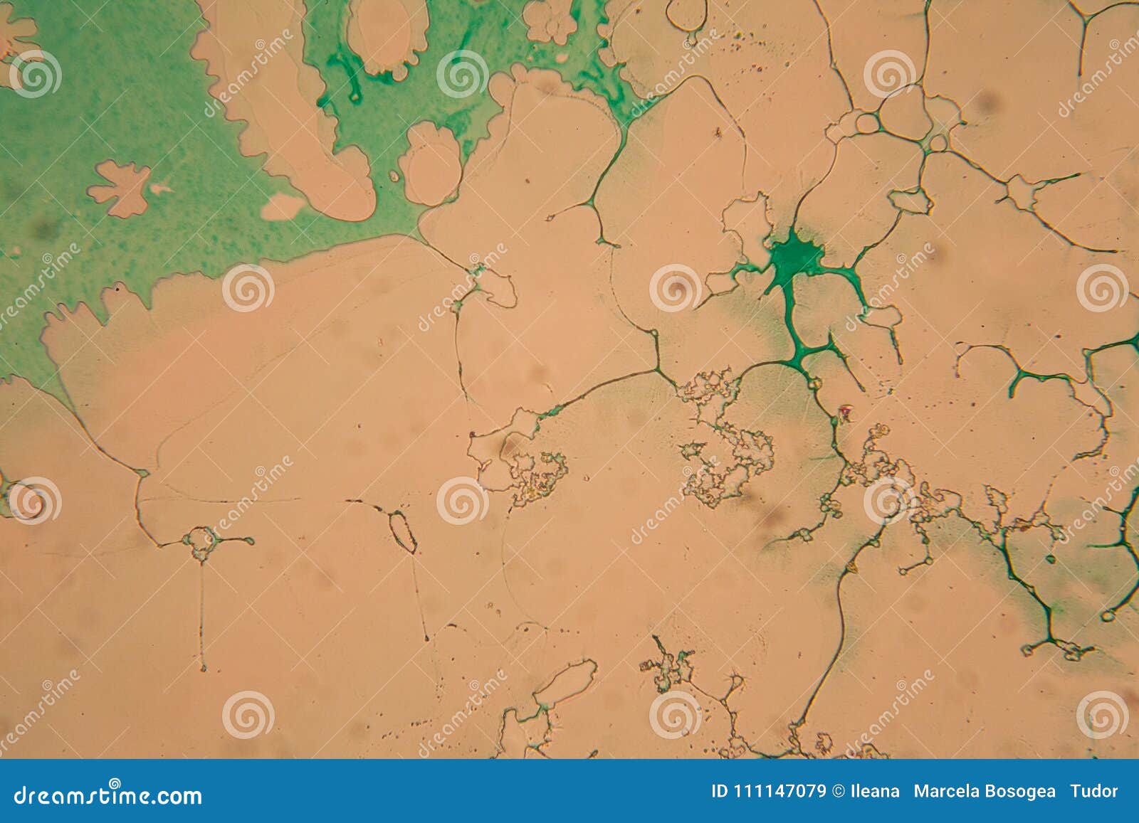 Human Cells and Water at the Microscope Stock Image - Image of mouth ...
