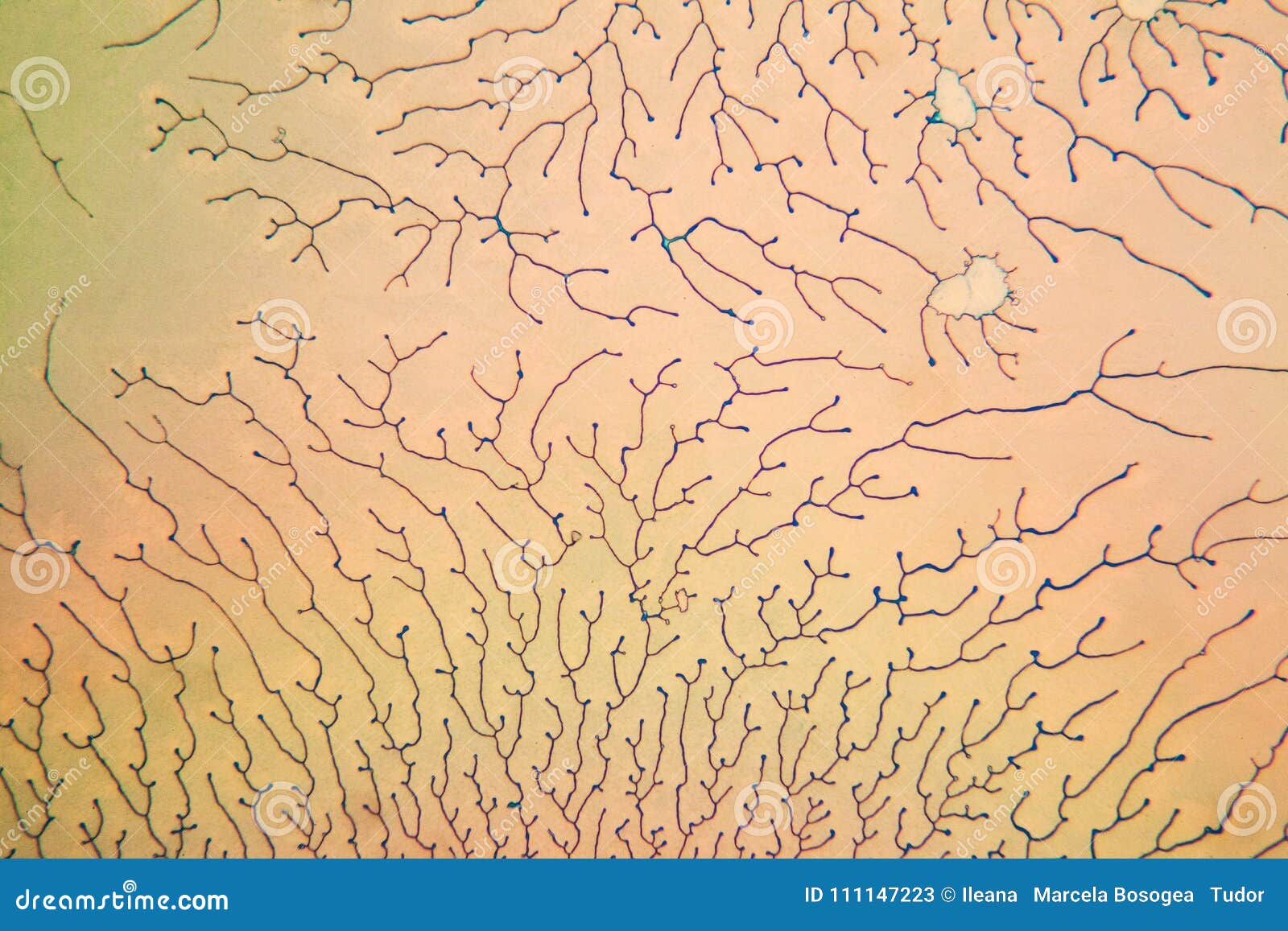 Human Cells and Water at the Microscope Stock Image - Image of nucleus ...