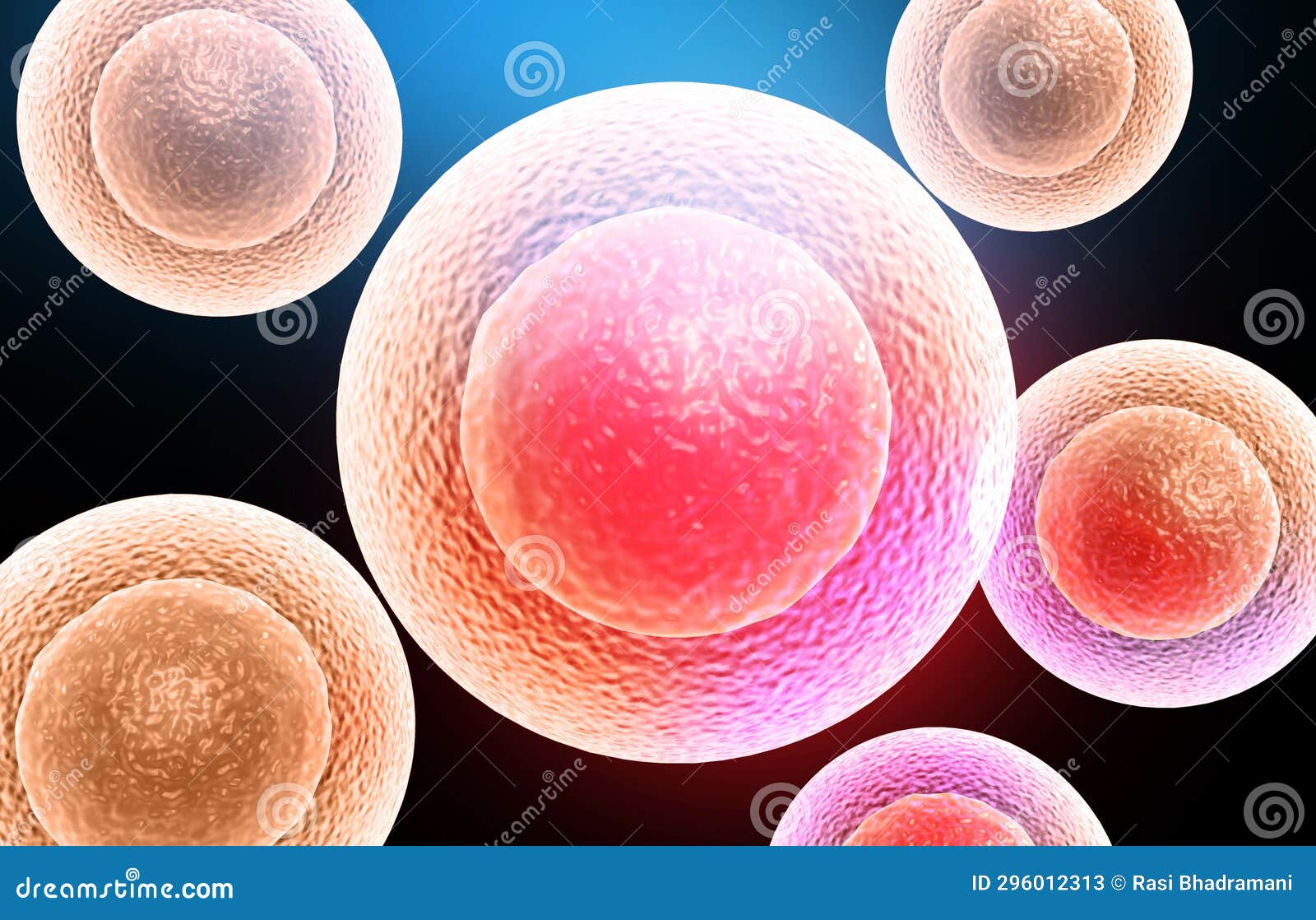 Human cells stock illustration. Illustration of embryo - 296012313