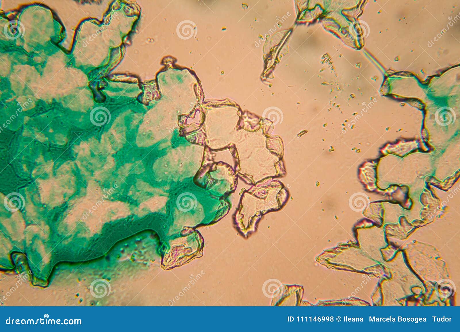 Human Cells and Water at the Microscope Stock Photo - Image of cells ...
