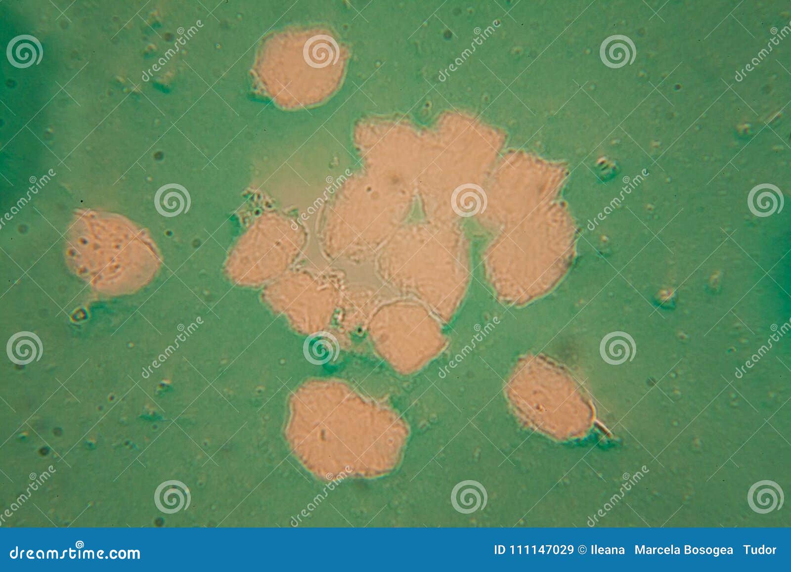 Human Cells and Water at the Microscope Stock Image - Image of specimen ...