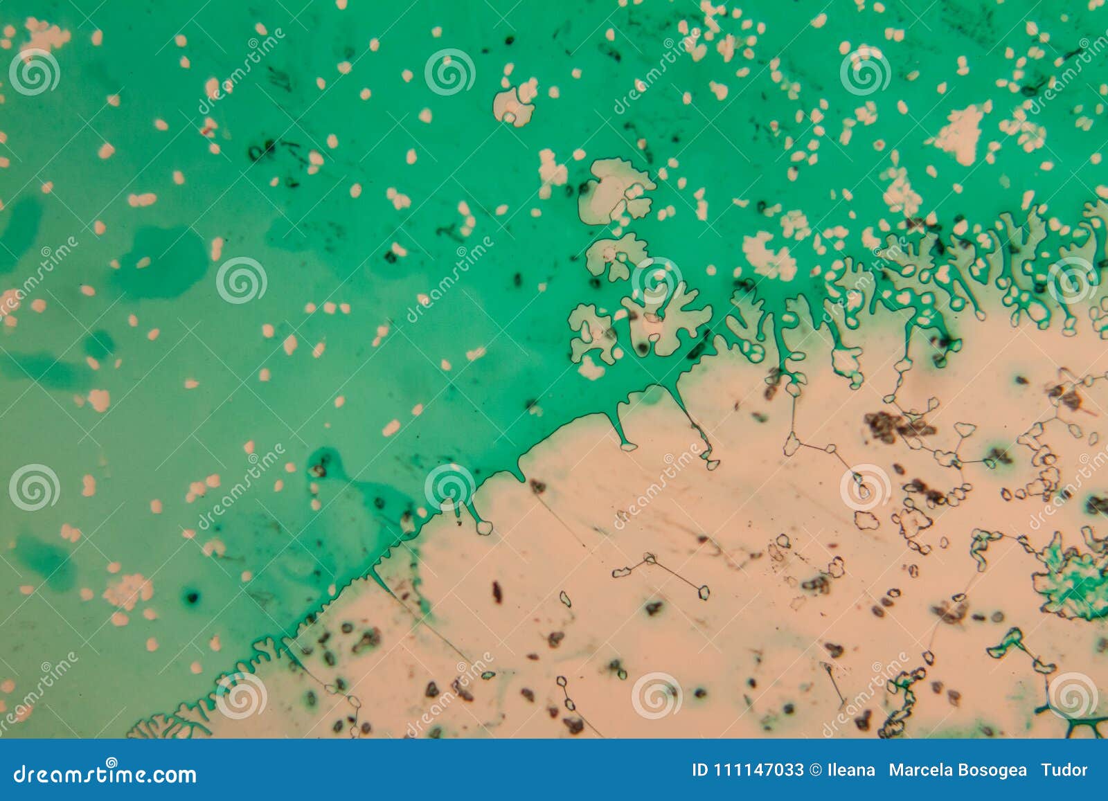 Human Cells and Water at the Microscope Stock Image - Image of ...