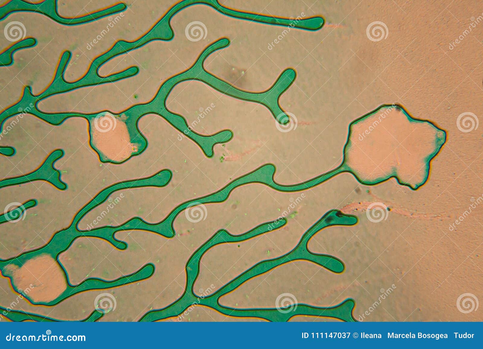 Human Cells and Water at the Microscope Stock Image - Image of cell ...