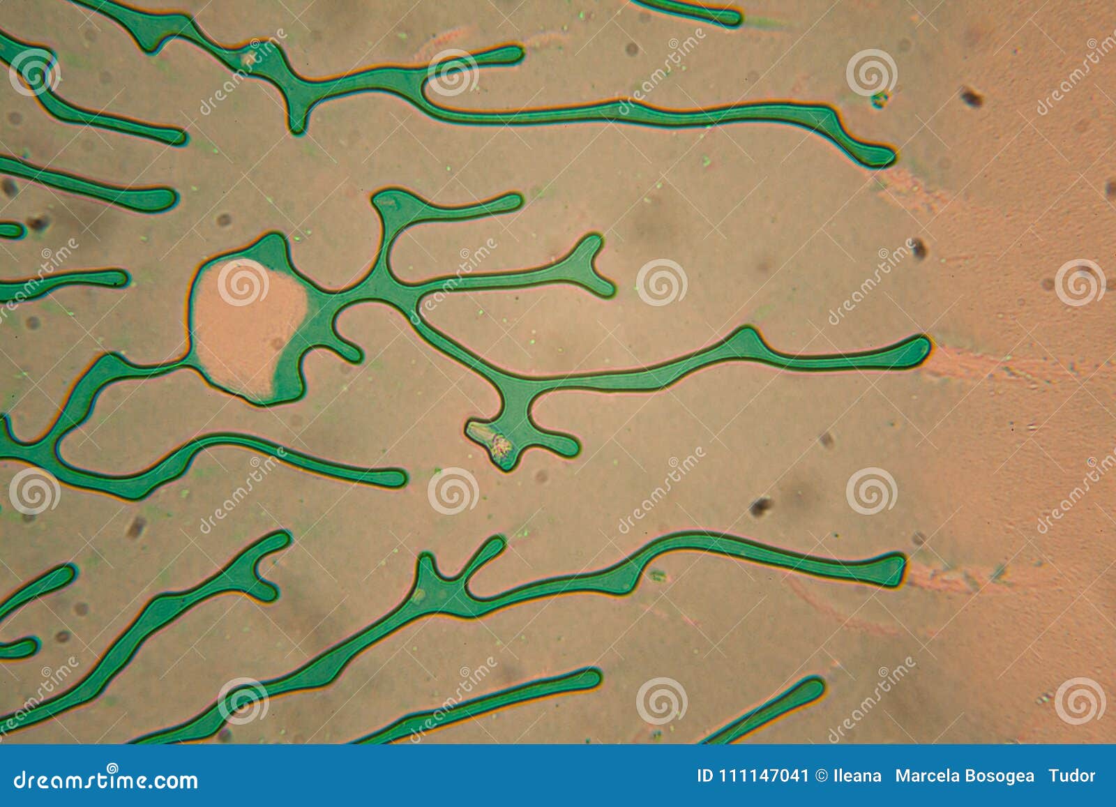 Human Cells and Water at the Microscope Stock Image - Image of mouth ...