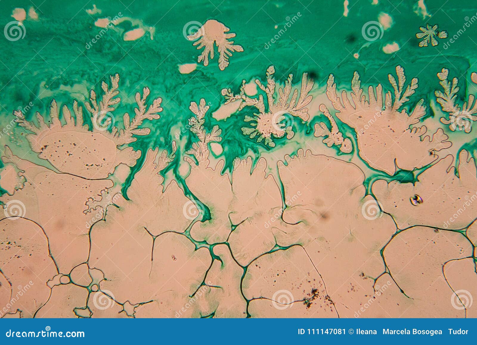 Human Cells and Water at the Microscope Stock Image - Image of science ...
