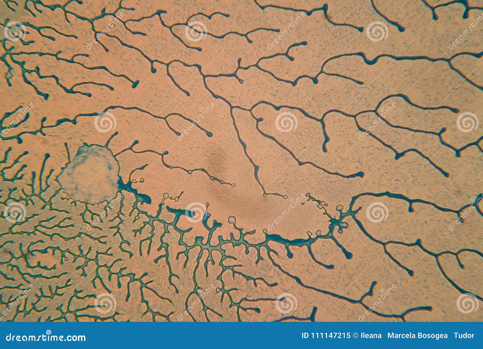 Human Cells and Water at the Microscope Stock Image - Image of anatomy ...