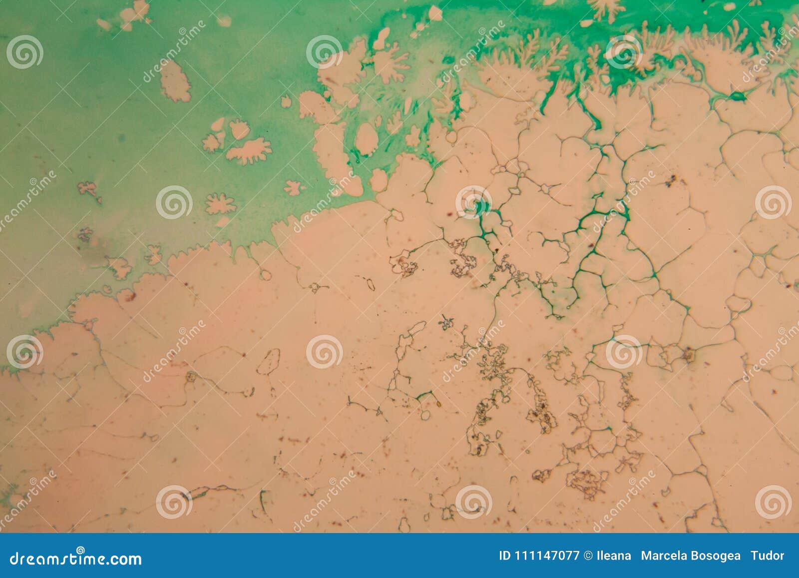 Human Cells and Water at the Microscope Stock Image - Image of mouth ...