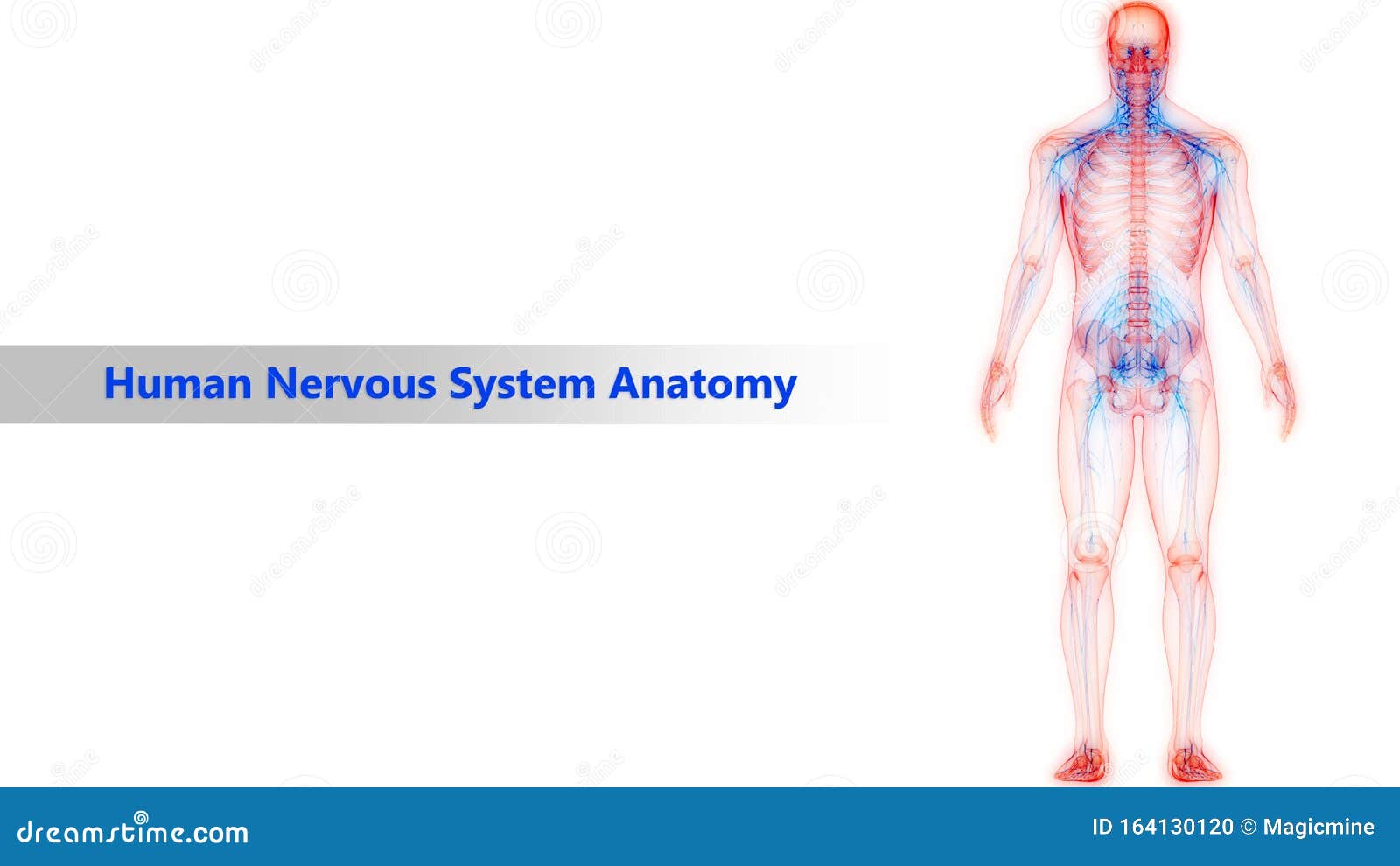 Human Central Nervous System Anatomy Stock Illustration - Illustration ...