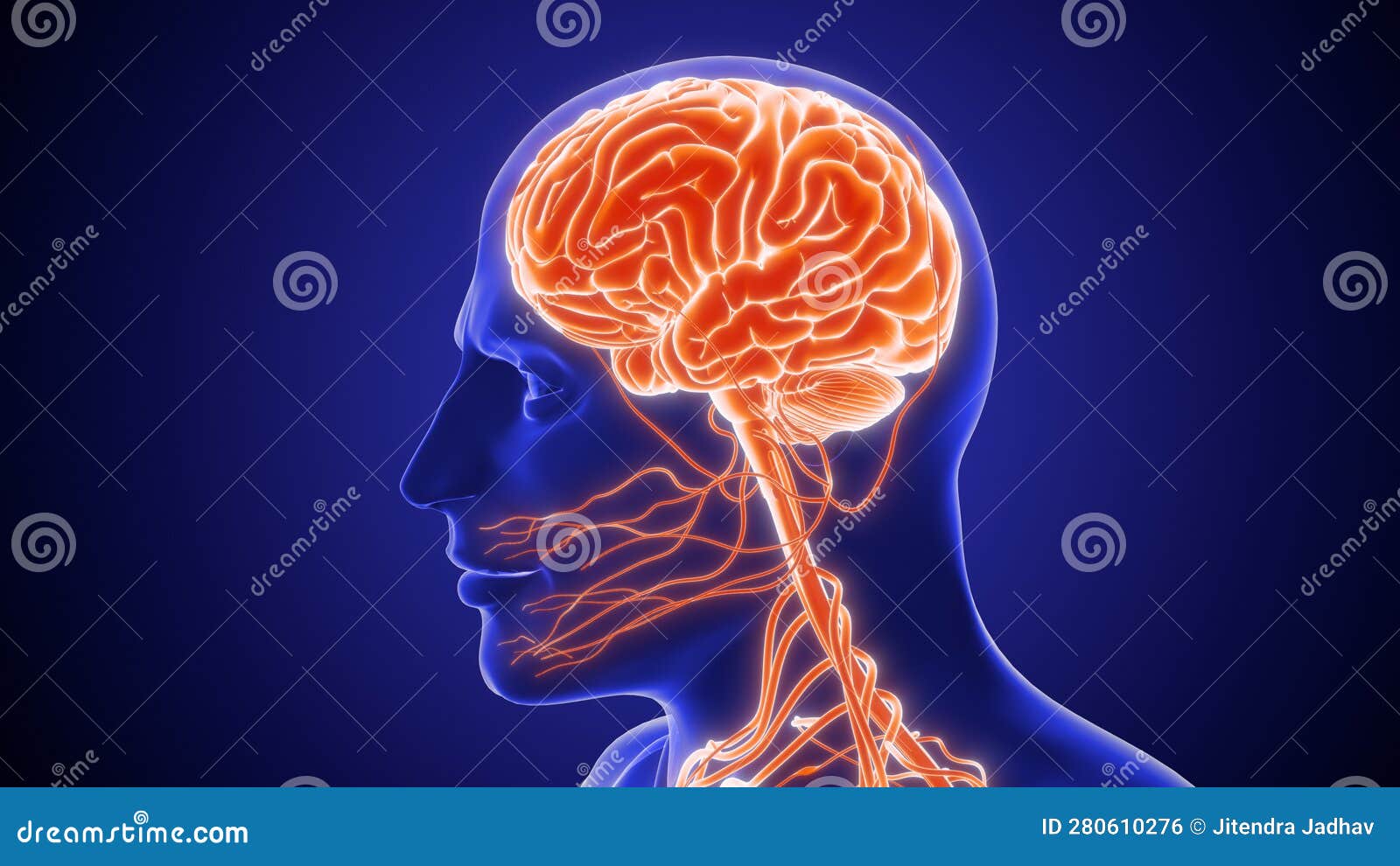 Human Central Nervous System with Brain Anatomy Stock Illustration ...