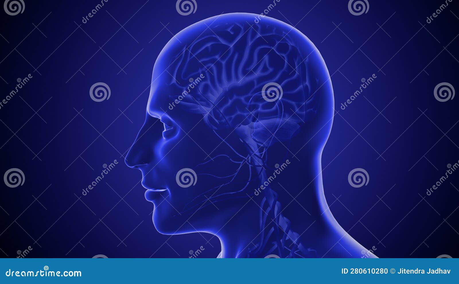 Human Central Nervous System with Brain Anatomy Stock Illustration ...