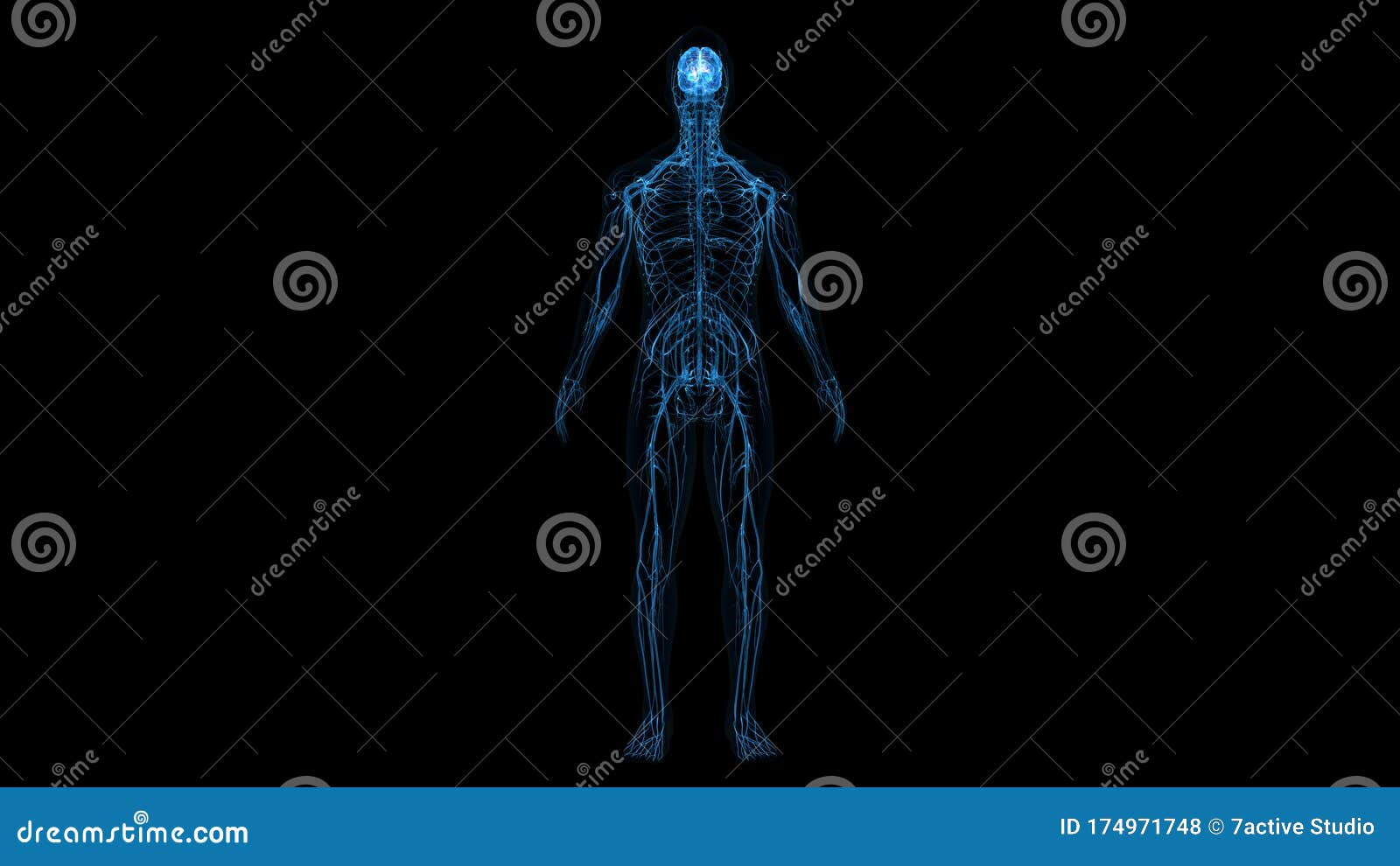 Human Central Nervous System Stock Illustration - Illustration of ...