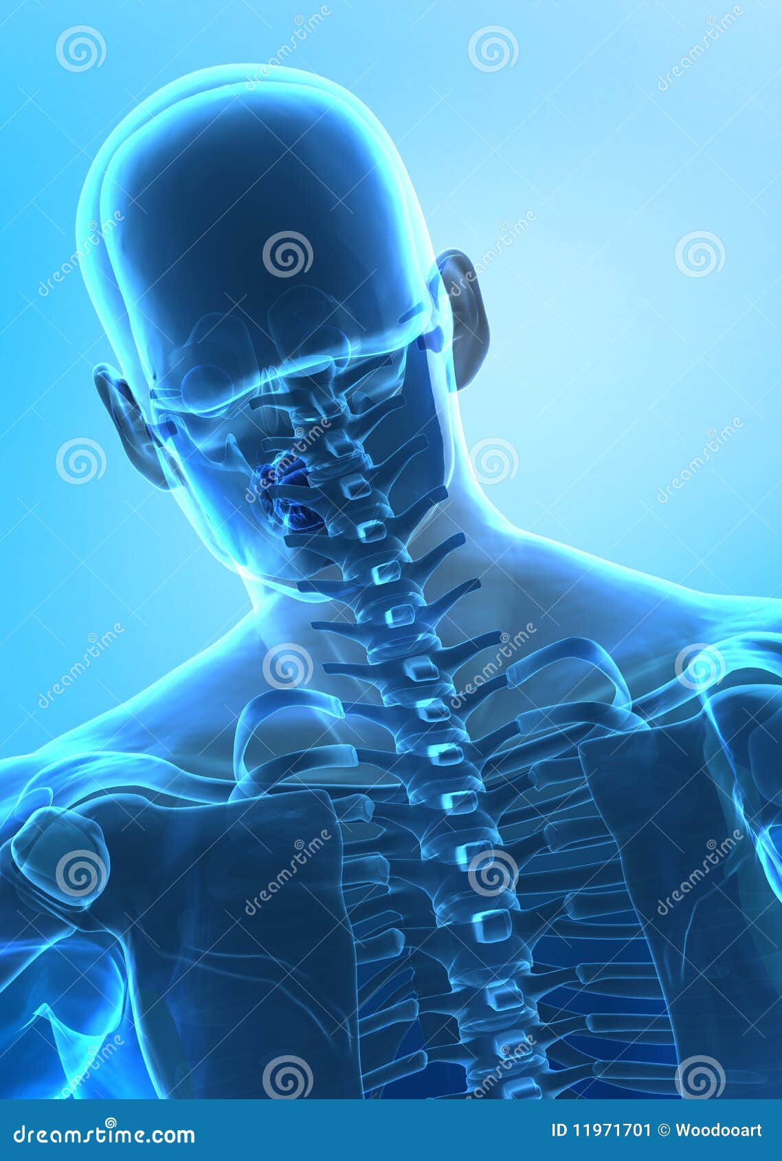 Human cervical spine stock illustration. Illustration of skeleton ...