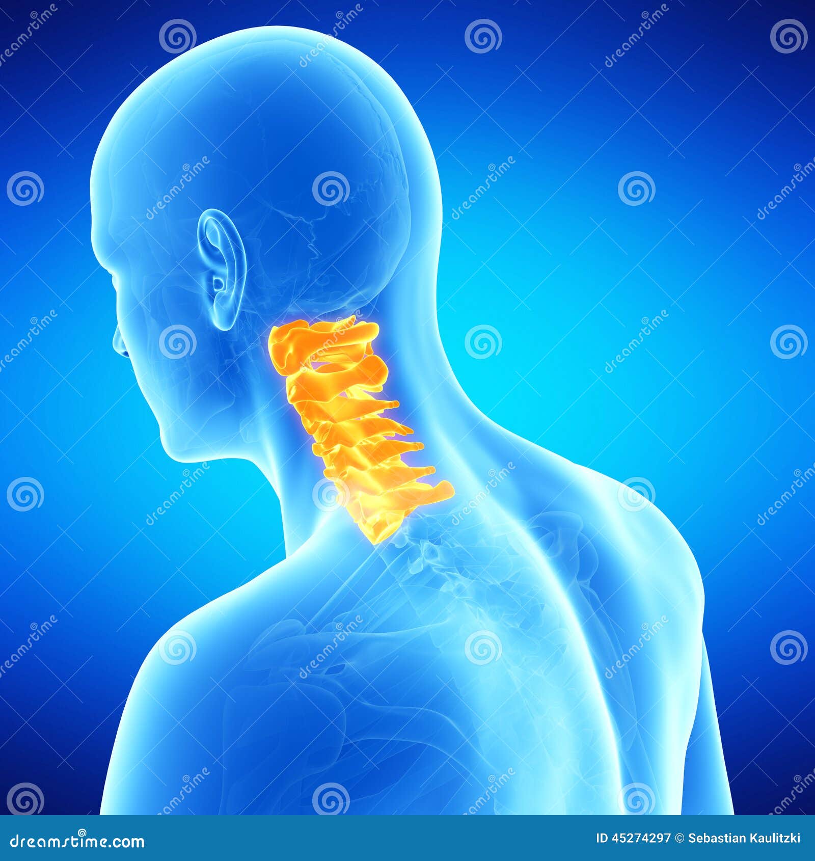 The human cervical spine stock illustration. Illustration of anatomy ...