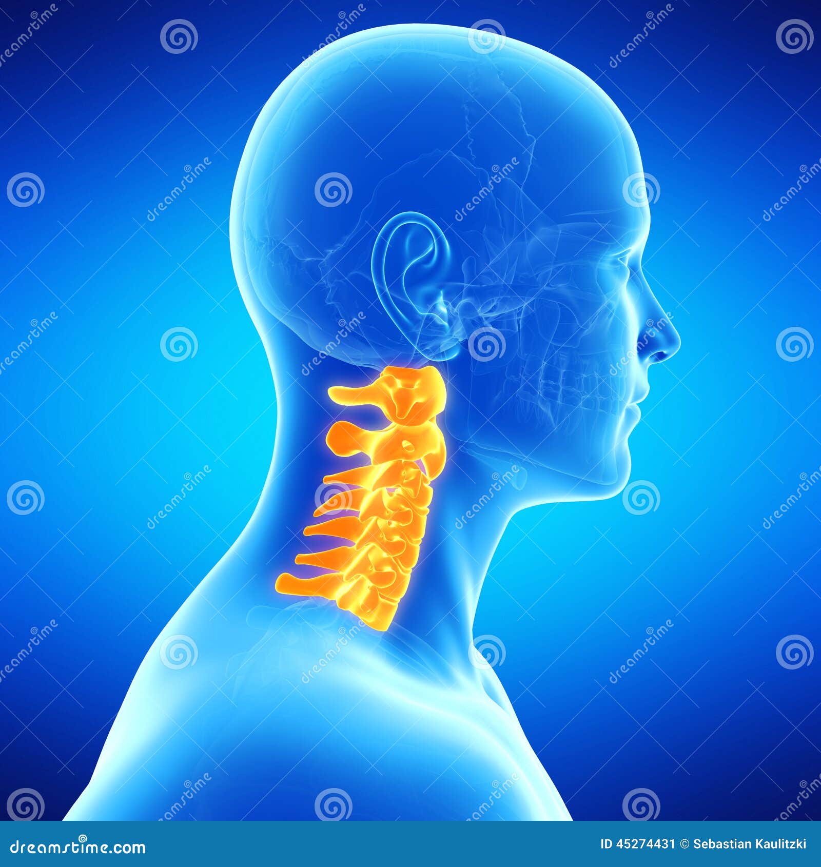 The human cervical spine stock illustration. Illustration of human ...